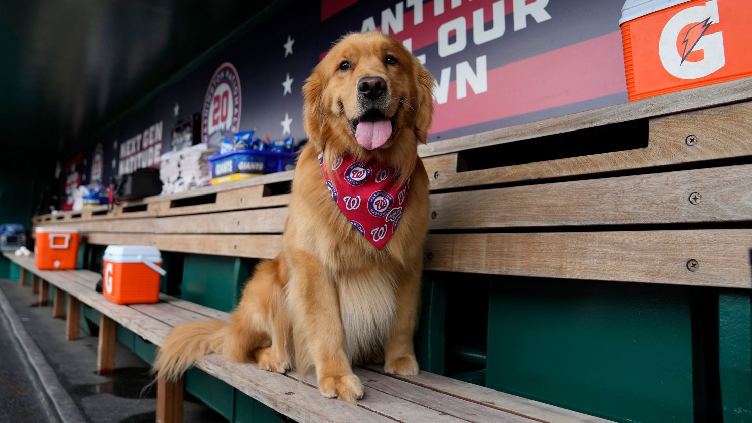 Bruce, el perro, hizo su debut en la MLB - BeisbolPlay